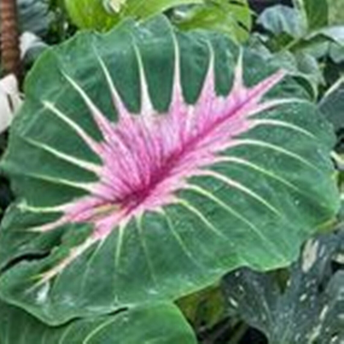 Colocasia Papua Manise Esculenta Species RARE New HB Elephant Ear Free ...