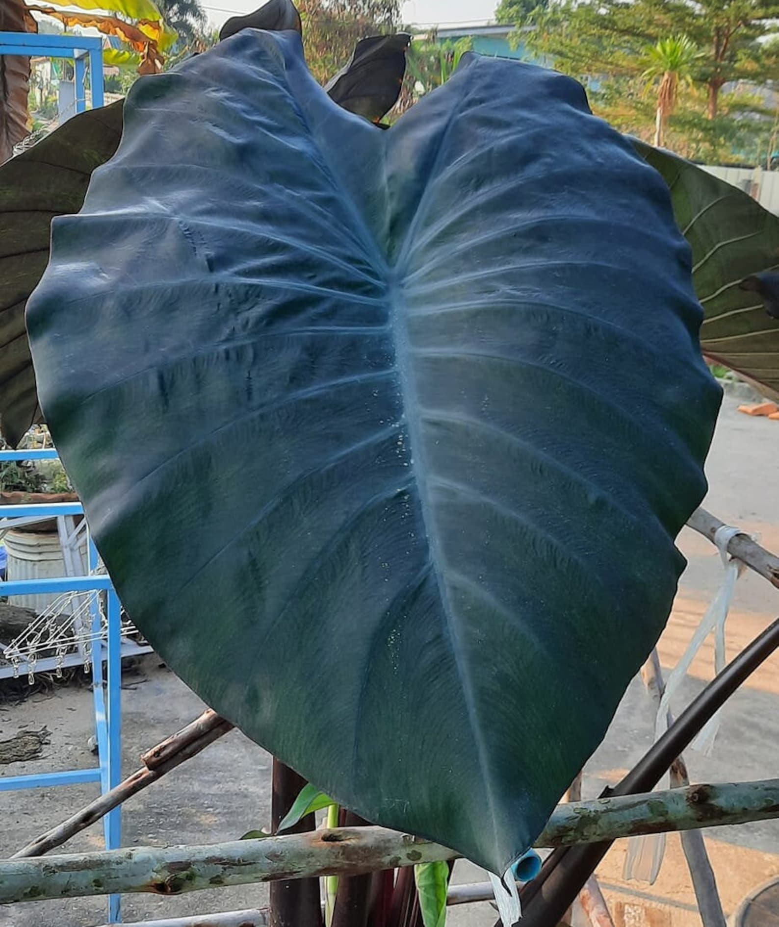 Colocasia Dark Giant Species RARE New HB Elephant Ear Free ...