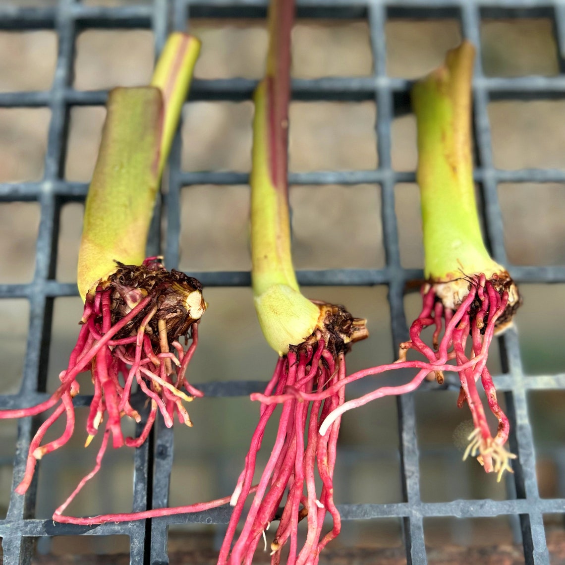 Colocasia Tossakan Esculenta Species RARE New HB Elephant Ear Free ...