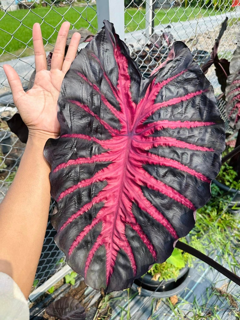 Rare Redemption Elephant Ear Colocasia Esculenta Live Bulb - Etsy