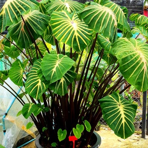 Colocasia Jade Magma Esculenta Species RARE New HB Elephant Ear Free ...