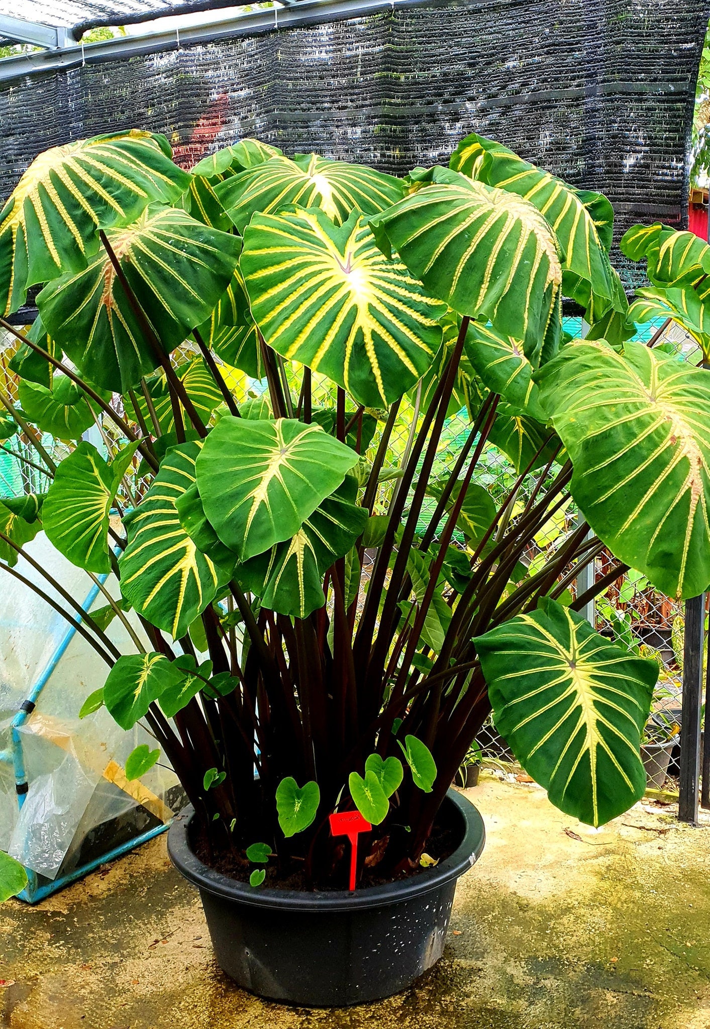 Colocasia Jade Magma Esculenta Species RARE New HB Elephant Ear Free ...