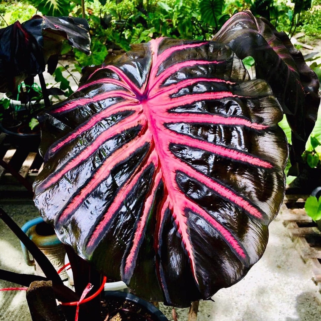 Colocasia Black Lava Esculenta Species RARE New HB Elephant Ear Free ...