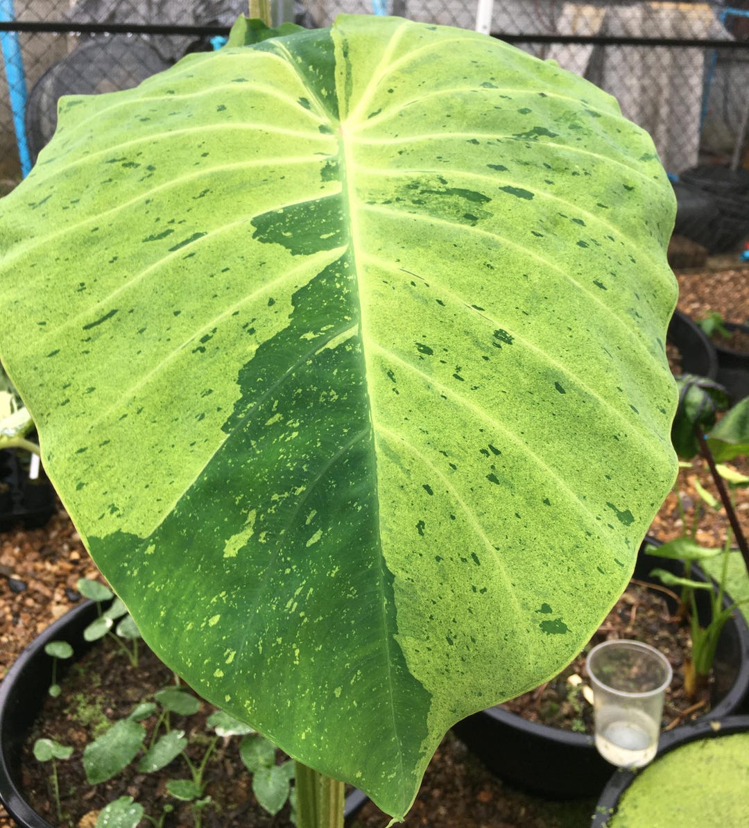 Colocasia Aquatilis Hassk Variegated Esculenta Species RARE New HB ...