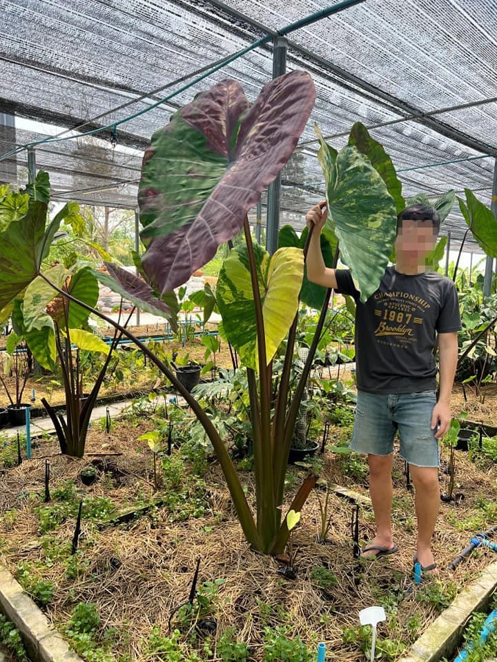 Rare Phet Phusa Elephant Ear Colocasia Esculenta Live Bulb - Etsy