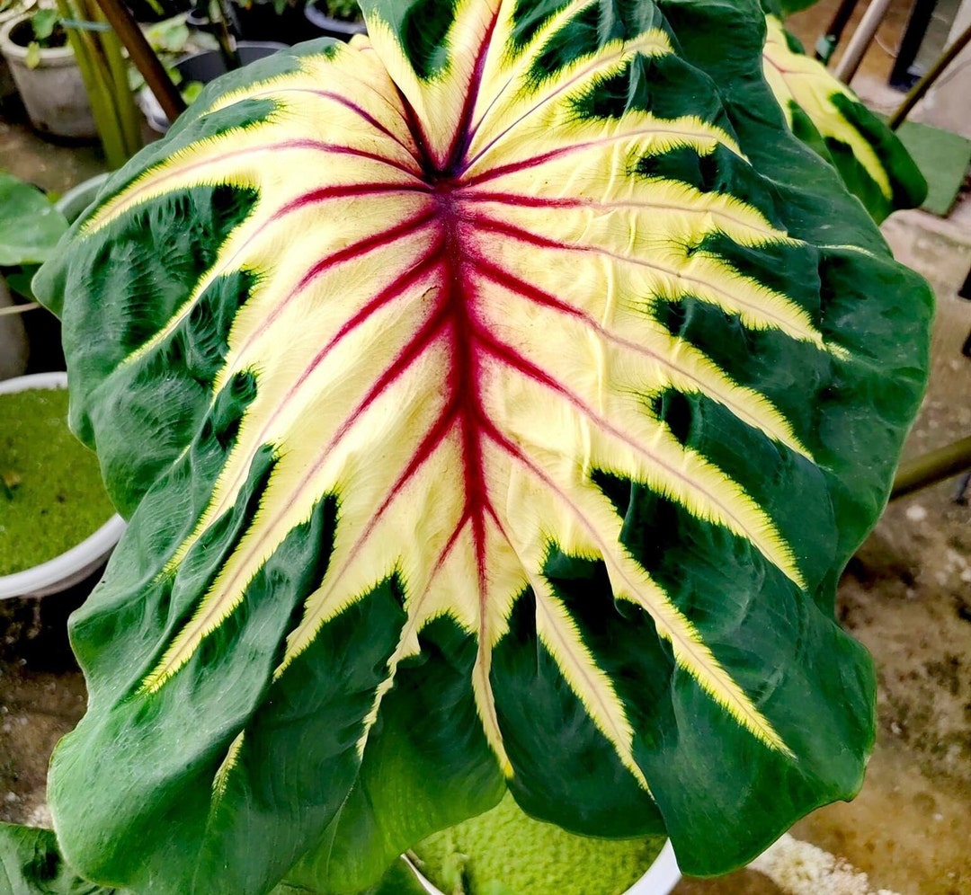 Colocasia Siren Sun Moon Species RARE New HB Elephant Ear Free ...