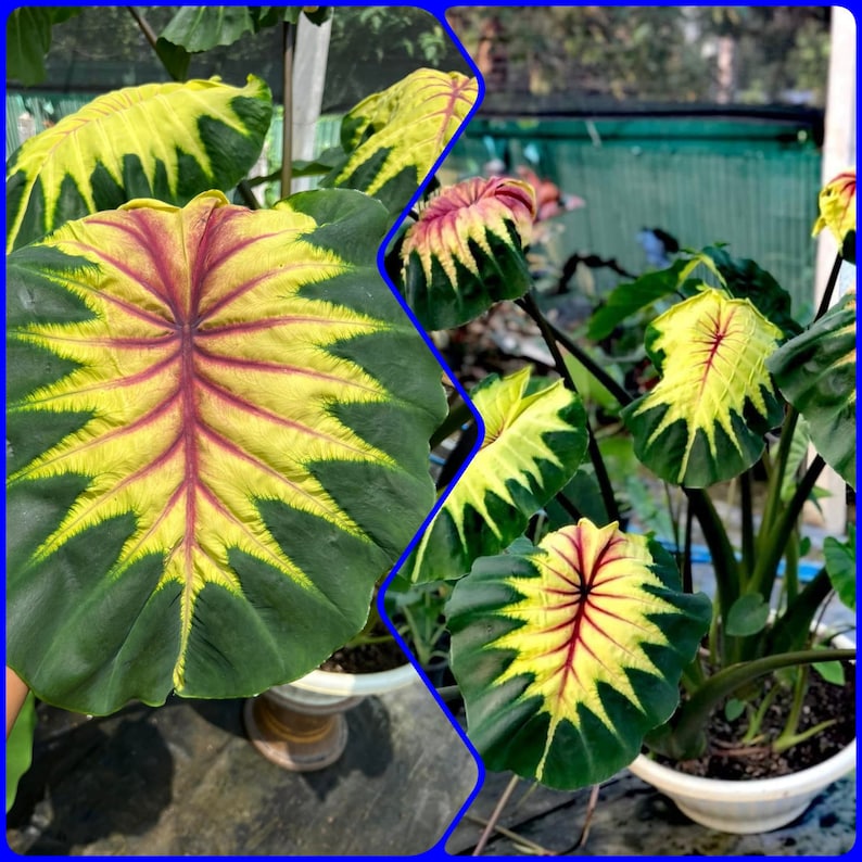 Colocasia Light Pillar Species RARE New HB Elephant Ear Free ...