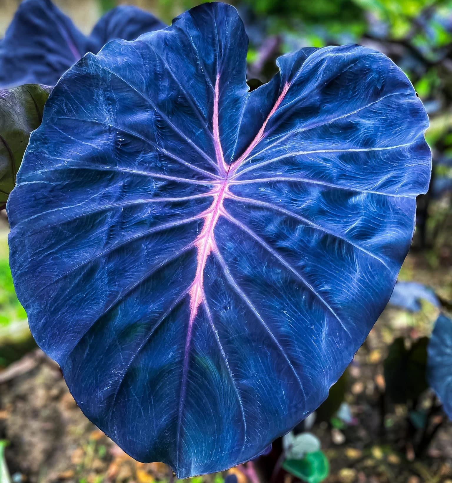 Colocasia Blue Velvet Esculenta Species RARE New HB Elephant Ear Free ...