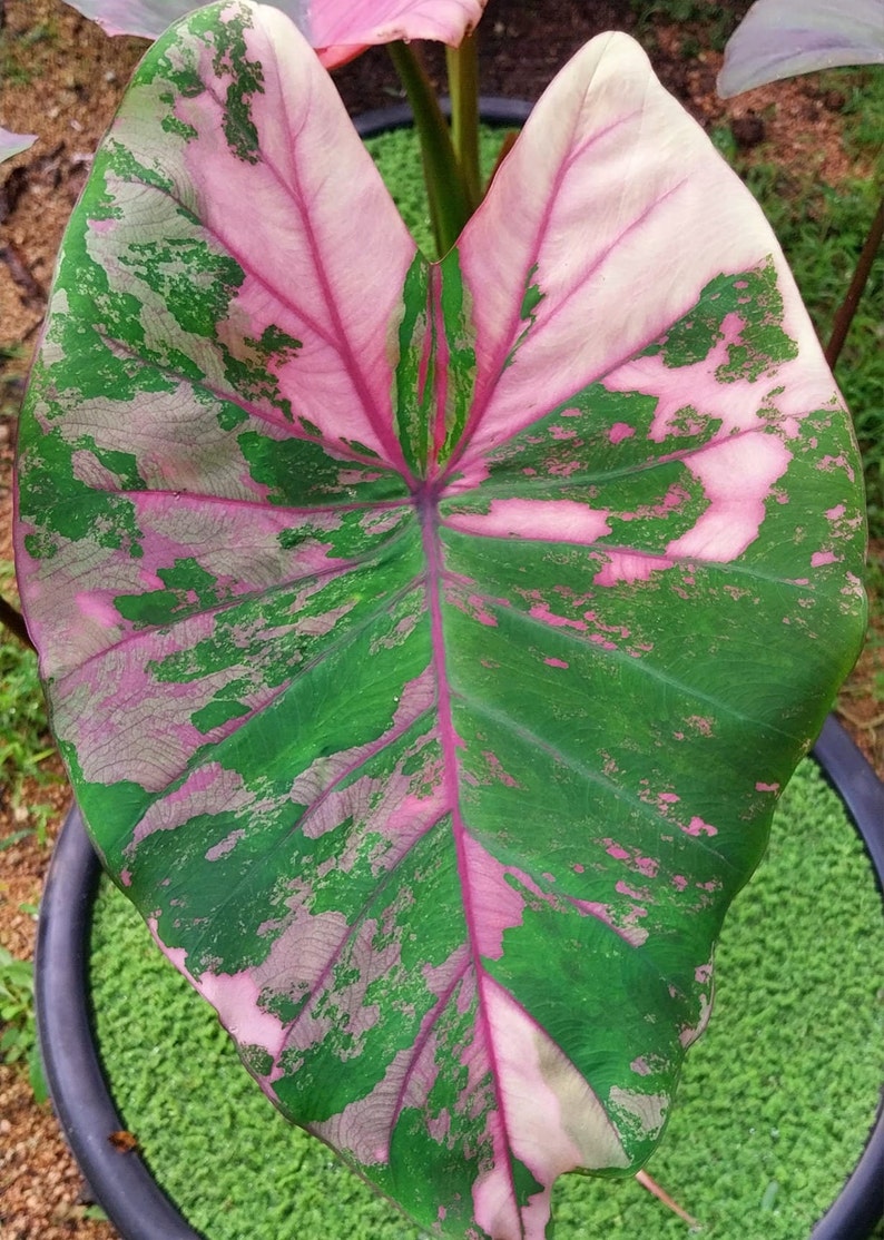 Colocasia Phet Phusa Esculenta Species RARE New HB Elephant Ear Free ...