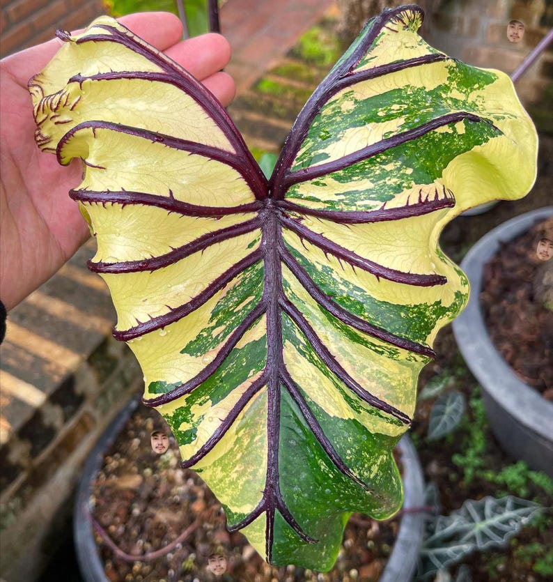 RARE Variegated Pharaoh's Mask Elephant Ear Bulb - Etsy