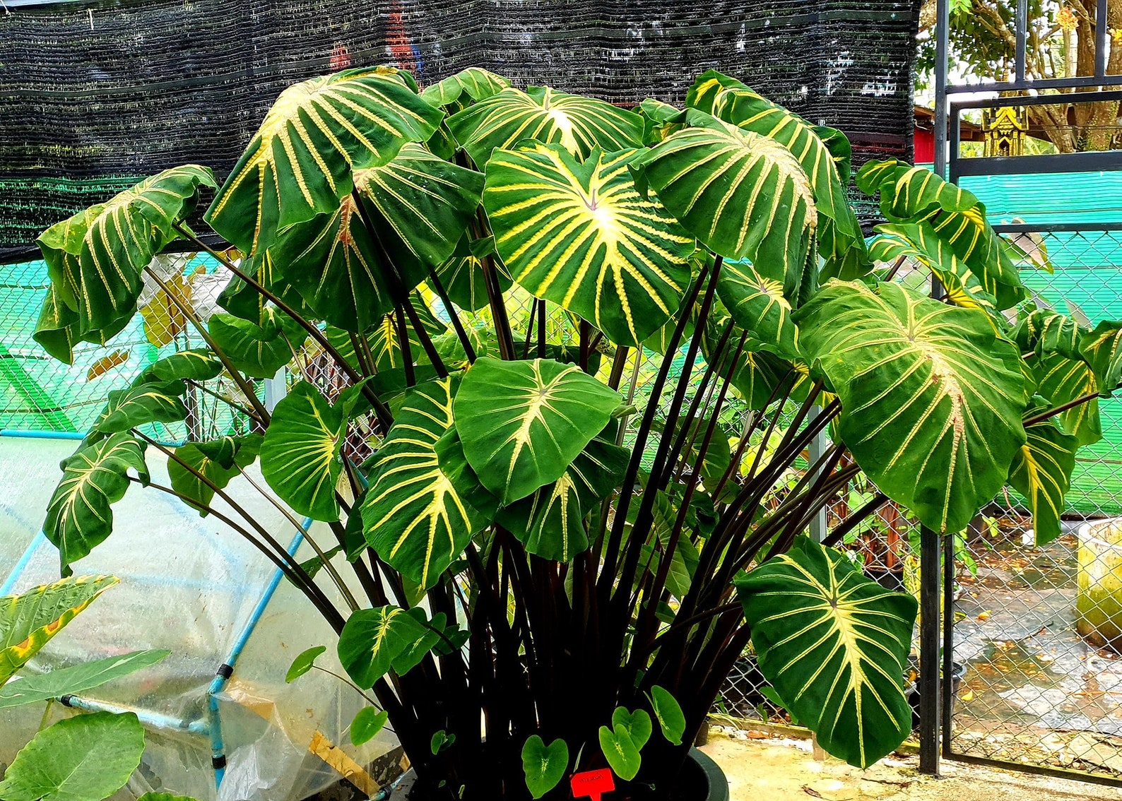 Colocasia Jade Magma Esculenta Species RARE New HB Elephant Ear Free ...