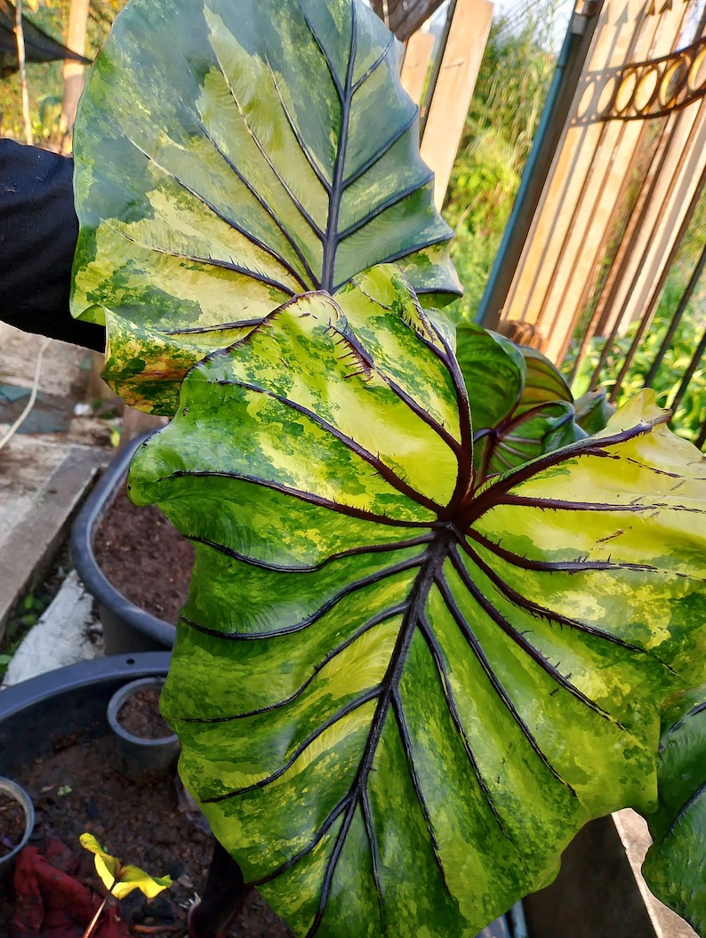 RARE Variegated Pharaoh's Mask Elephant Ear Bulb - Etsy