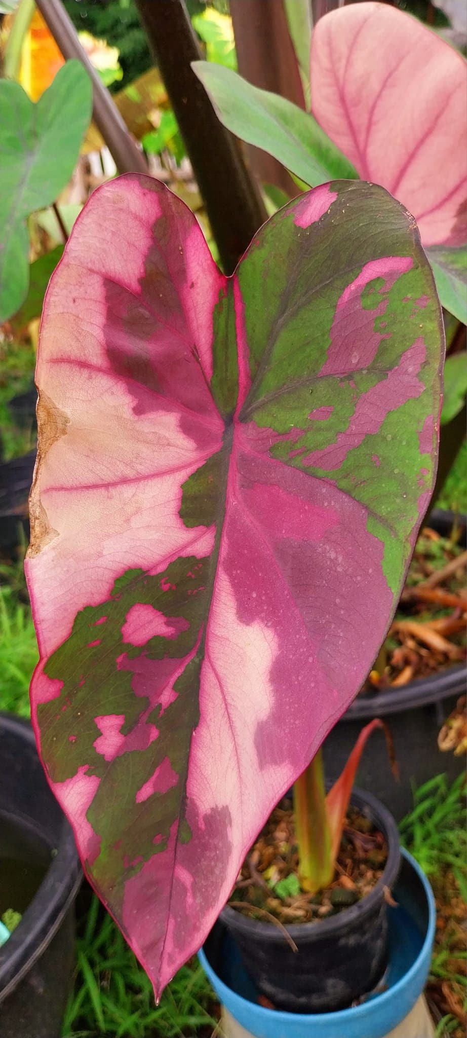 Rare Phet Phusa Elephant Ear Colocasia Esculenta Live Bulb - Etsy