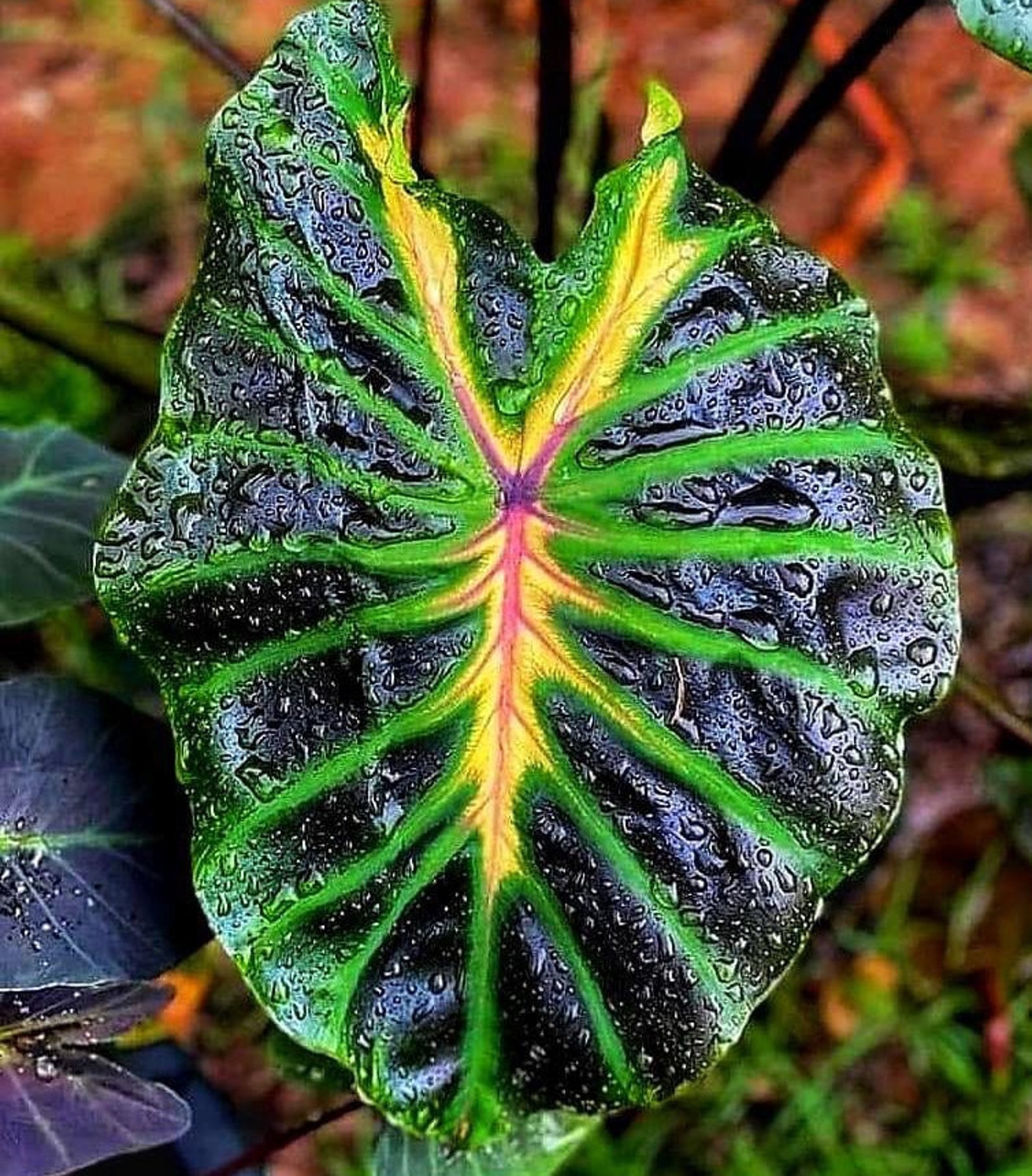 Colocasia Tossakan Esculenta Species RARE New HB Elephant Ear Free ...