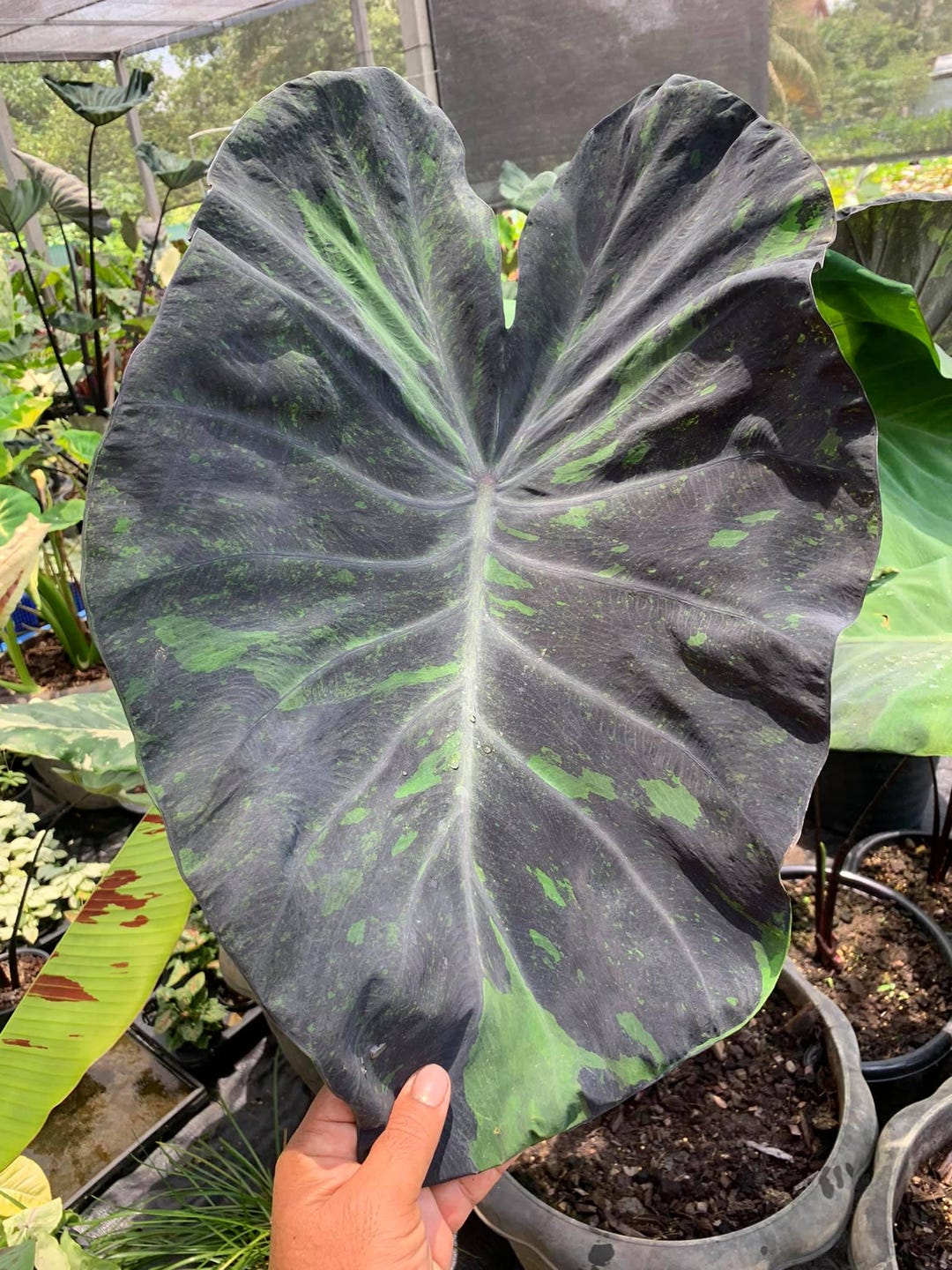 Colocasia Midnight Esculenta Species RARE New HB Elephant Ear Free ...
