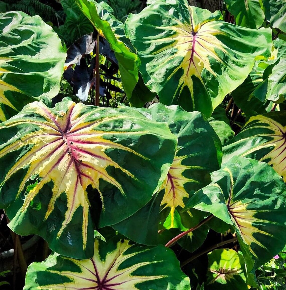 Colocasia Siren Sun Moon Species RARE New HB Elephant Ear Free ...