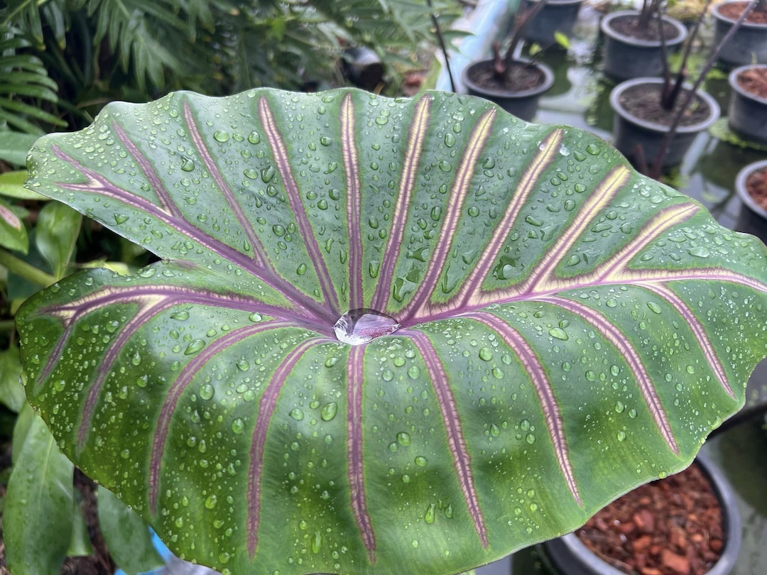 Rare LAVA LIZA Elephant Ear Colocasia Esculenta Live Bulb!!! Price With All Duties and Taxes for ...