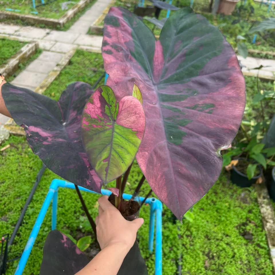 Rare PHET PHUSA Elephant Ear Colocasia Esculenta Live Bulb!!! Price With All Duties and Taxes ...