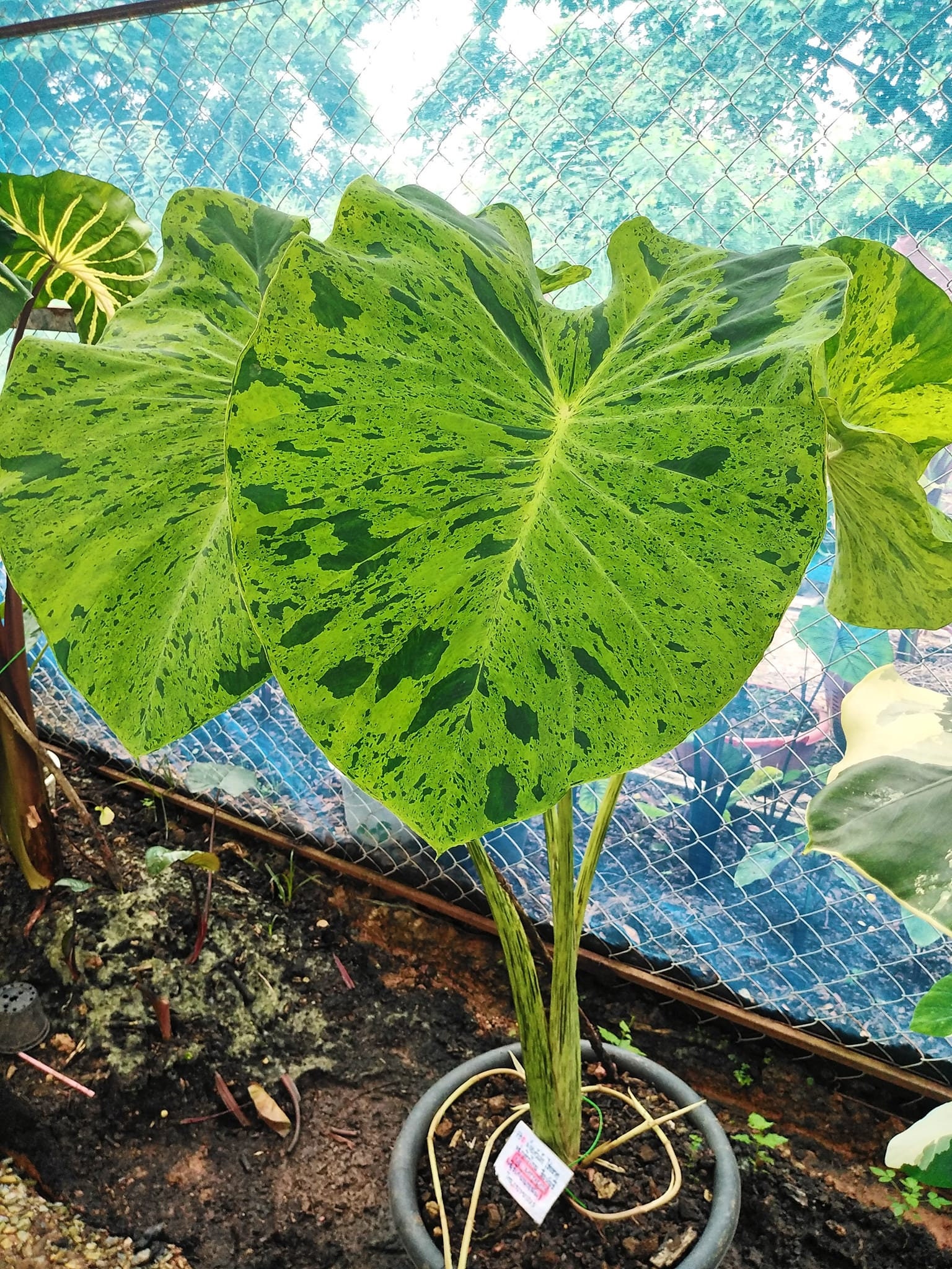 Colocasia Frog in Lotus Species RARE New HB Elephant Ear Free - Etsy