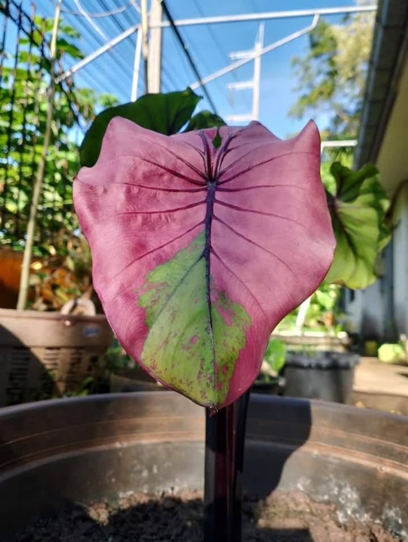 Rare Pink Variegated Pharaoh's Mask Elephant Ear Colocasia Esculenta ...