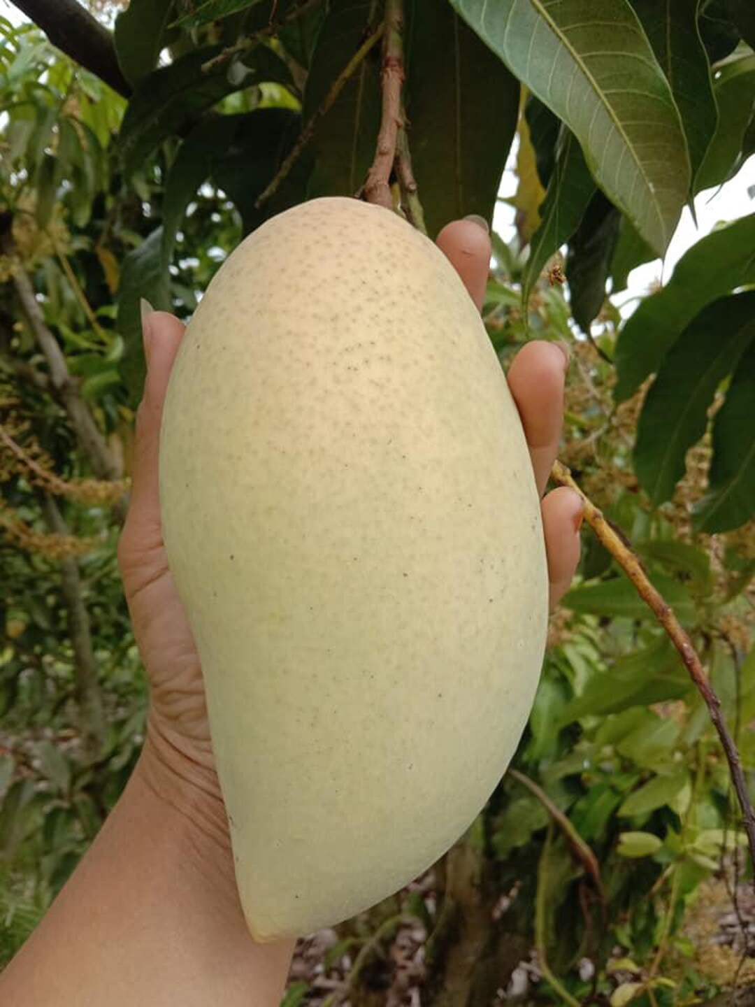Mango Tree Grafted Nam Dok Mai Ber Si Mango Popular Varieties Thailand ...