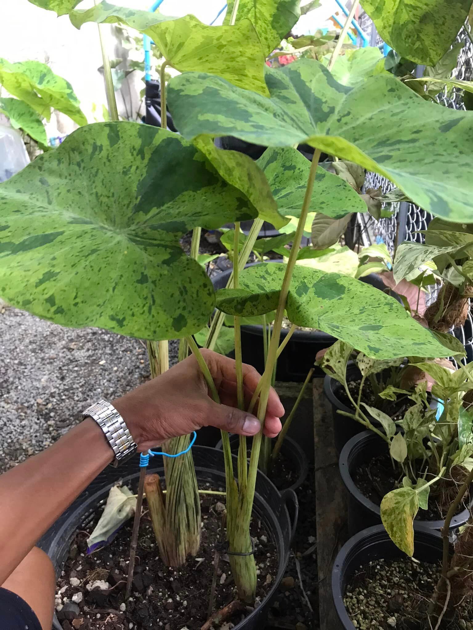Colocasia Frog in Lotus Species RARE New HB Elephant Ear Free - Etsy