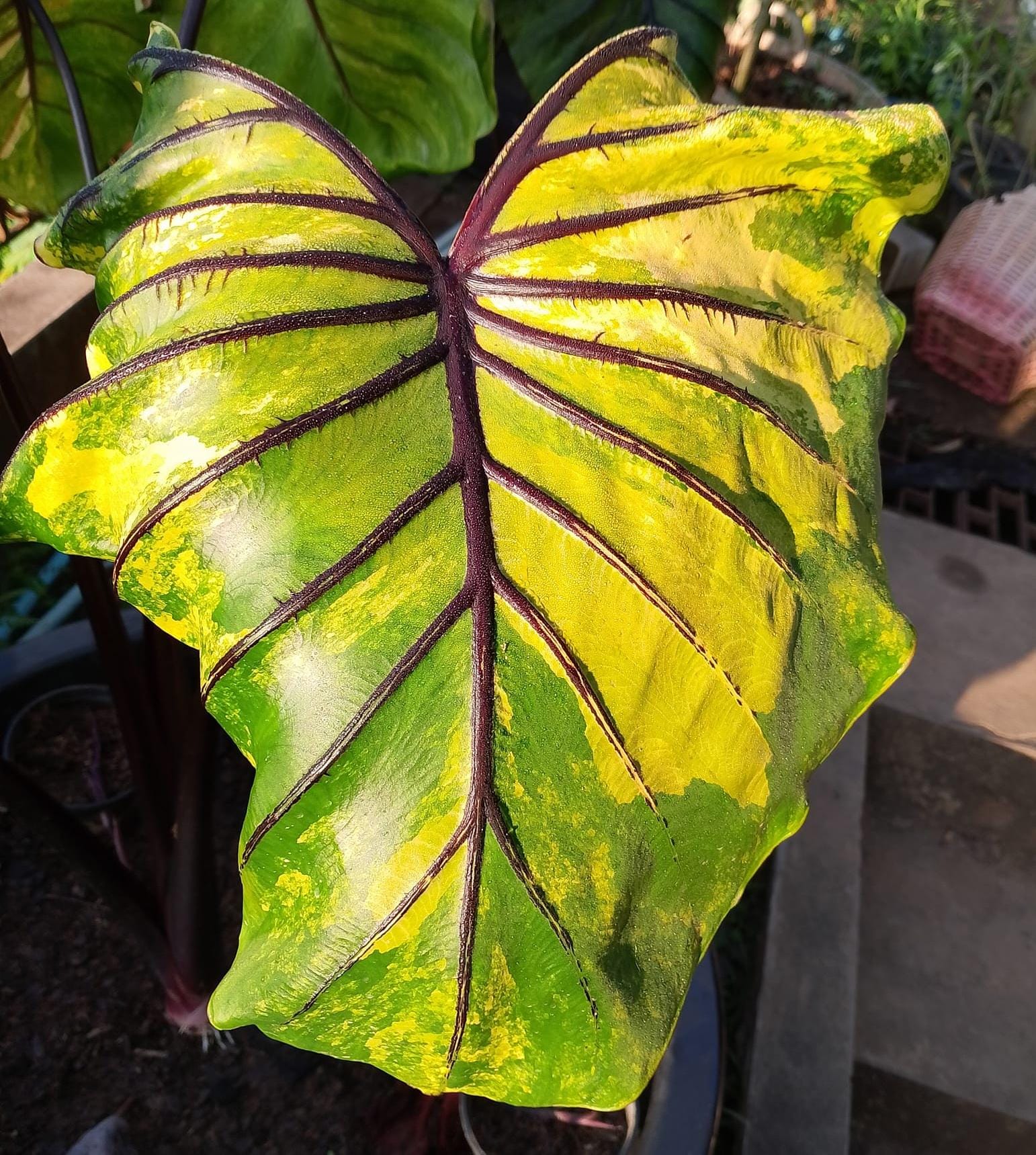 Rare Variegated Pharaoh's Mask Elephant Ear Colocasia Esculenta Bulb ...