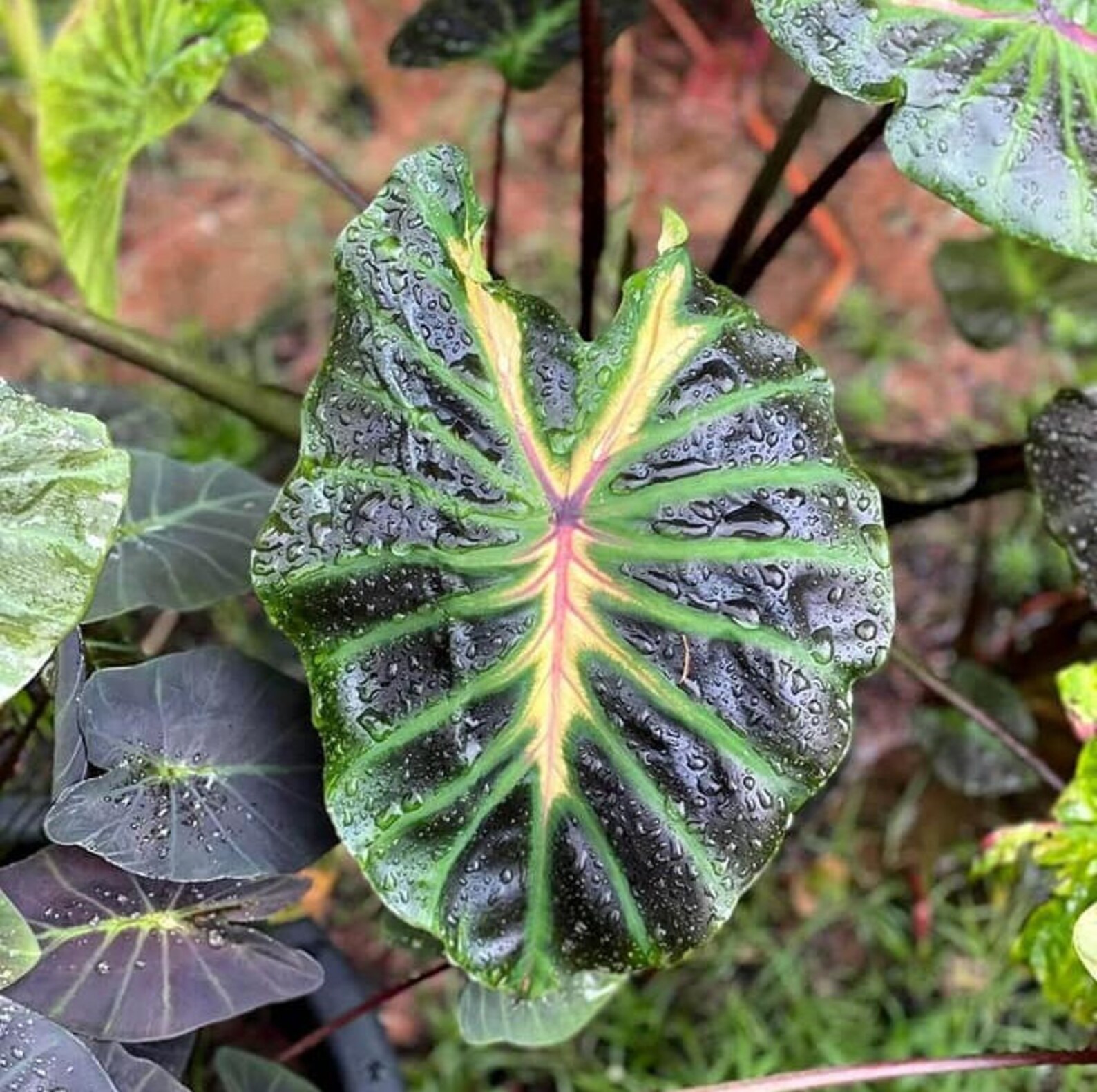 Colocasia Tossakan Esculenta Species RARE New HB Elephant Ear Free ...
