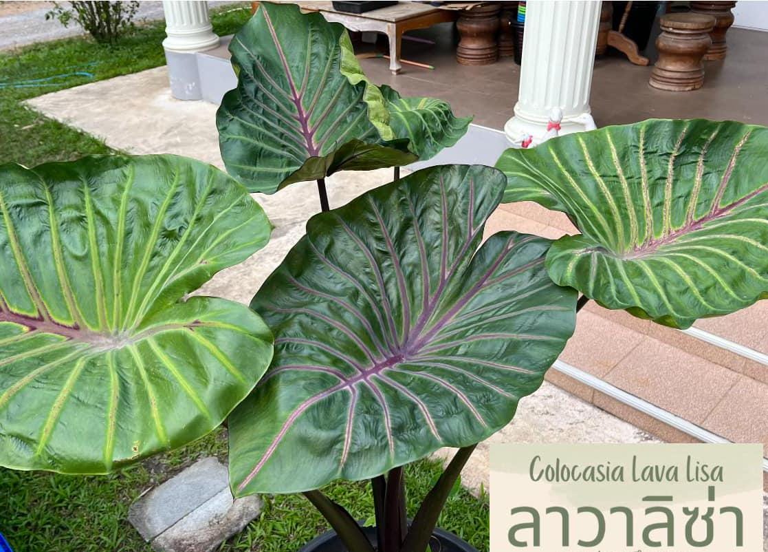 Rare LAVA LIZA Elephant Ear Colocasia Esculenta Live Bulb!!! Price With All Duties and Taxes for ...