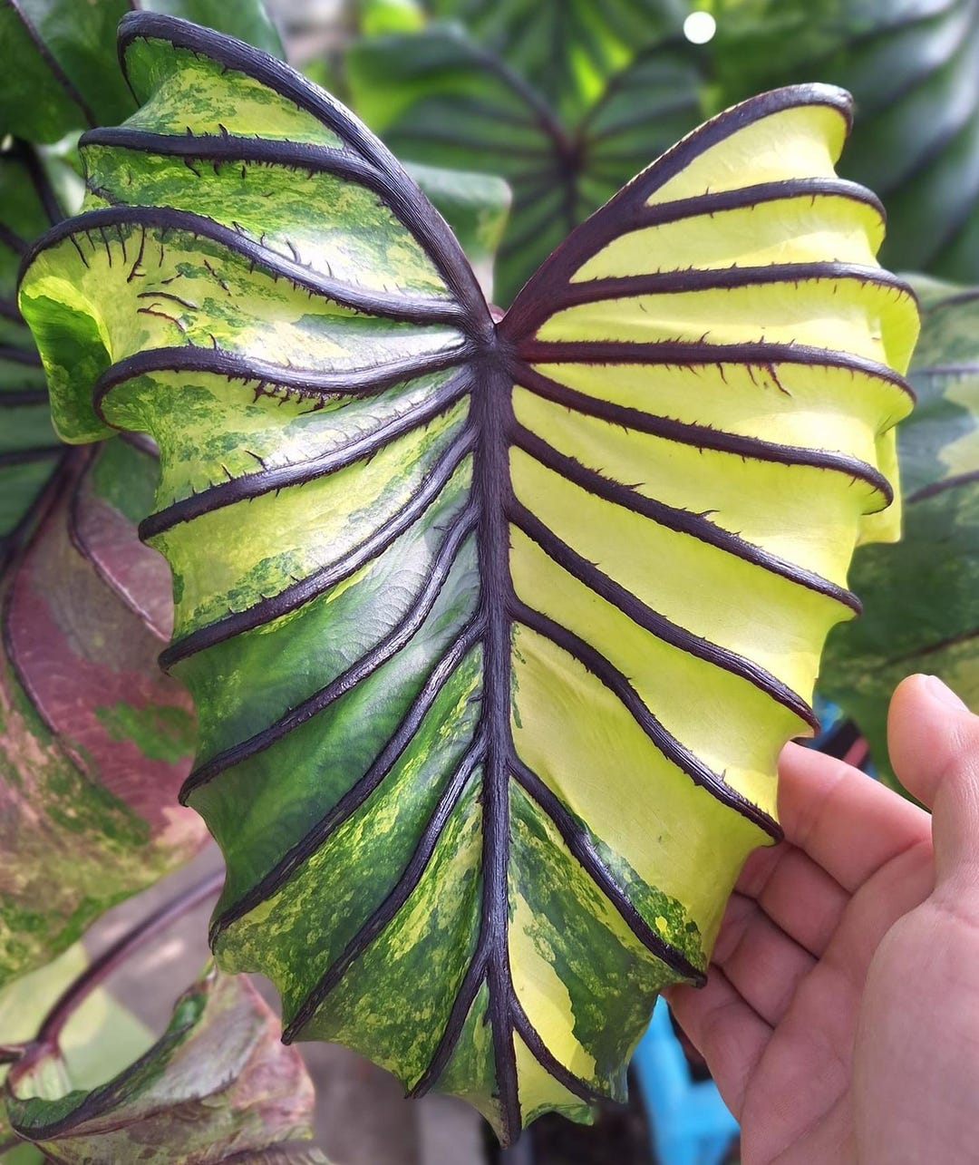 RARE Variegated Pharaoh's Mask Elephant Ear Bulb - Etsy