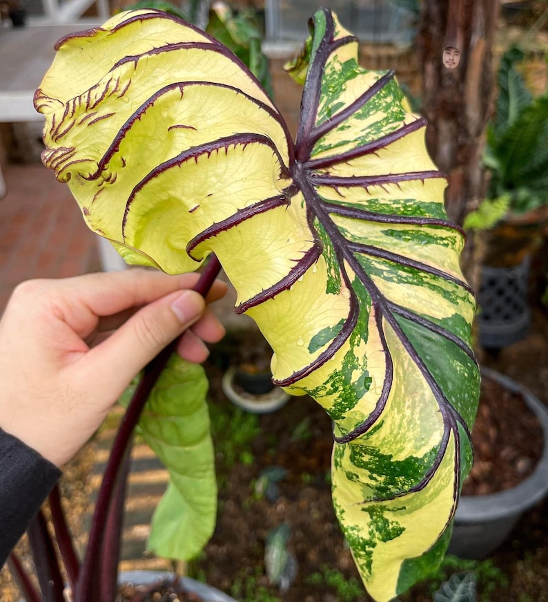 Rare Variegated Pharaoh's Mask Elephant Ear Colocasia Esculenta Bulb ...