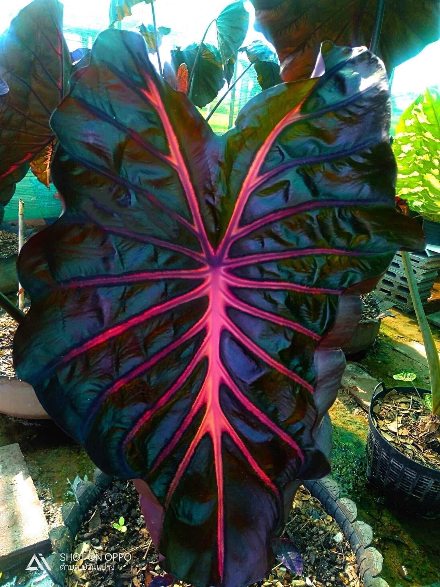 Mohona Colocasia Black Magic Elephant Ear A striking tropical plant with bold black and red patterned leaves that make a dramatic statement