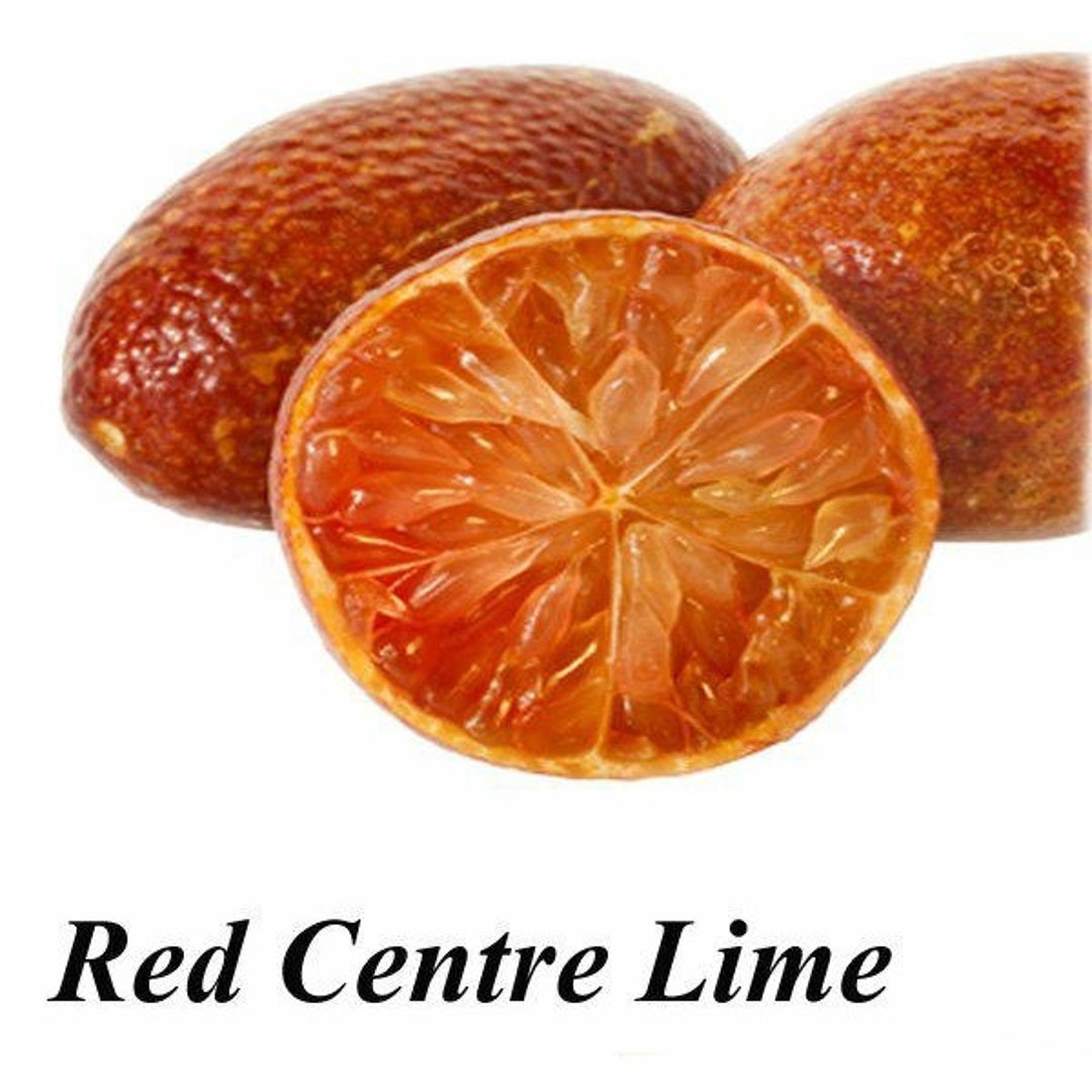 Red Center Lime Australian Finger Lime Caviar Lime Grafted Tree RARE - Etsy