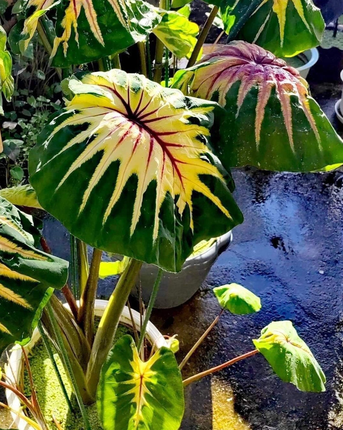 Colocasia Siren Sun Moon Species RARE New HB Elephant Ear Free ...