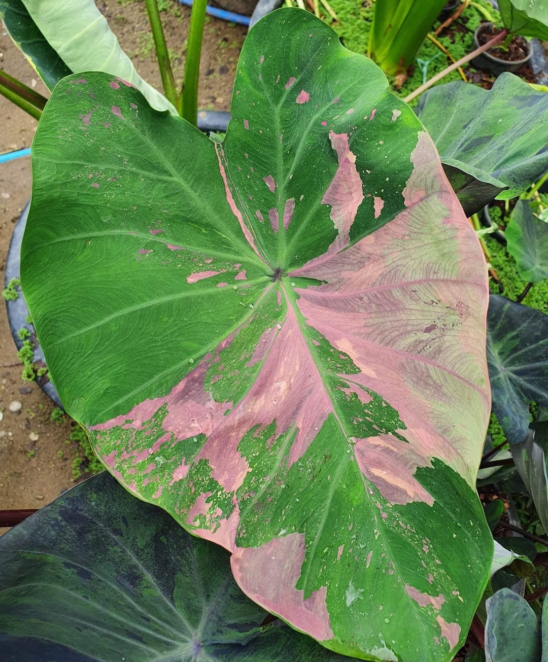 Colocasia Siam Ruby Esculenta Species RARE New HB Elephant Ear Free ...