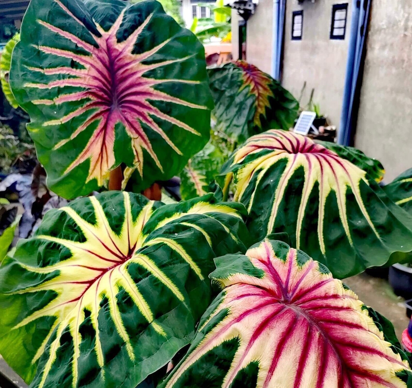 Colocasia Siren Sun Moon Species RARE New HB Elephant Ear Free ...