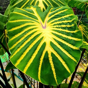 Colocasia Jade Magma Esculenta Species RARE New HB Elephant Ear Free ...