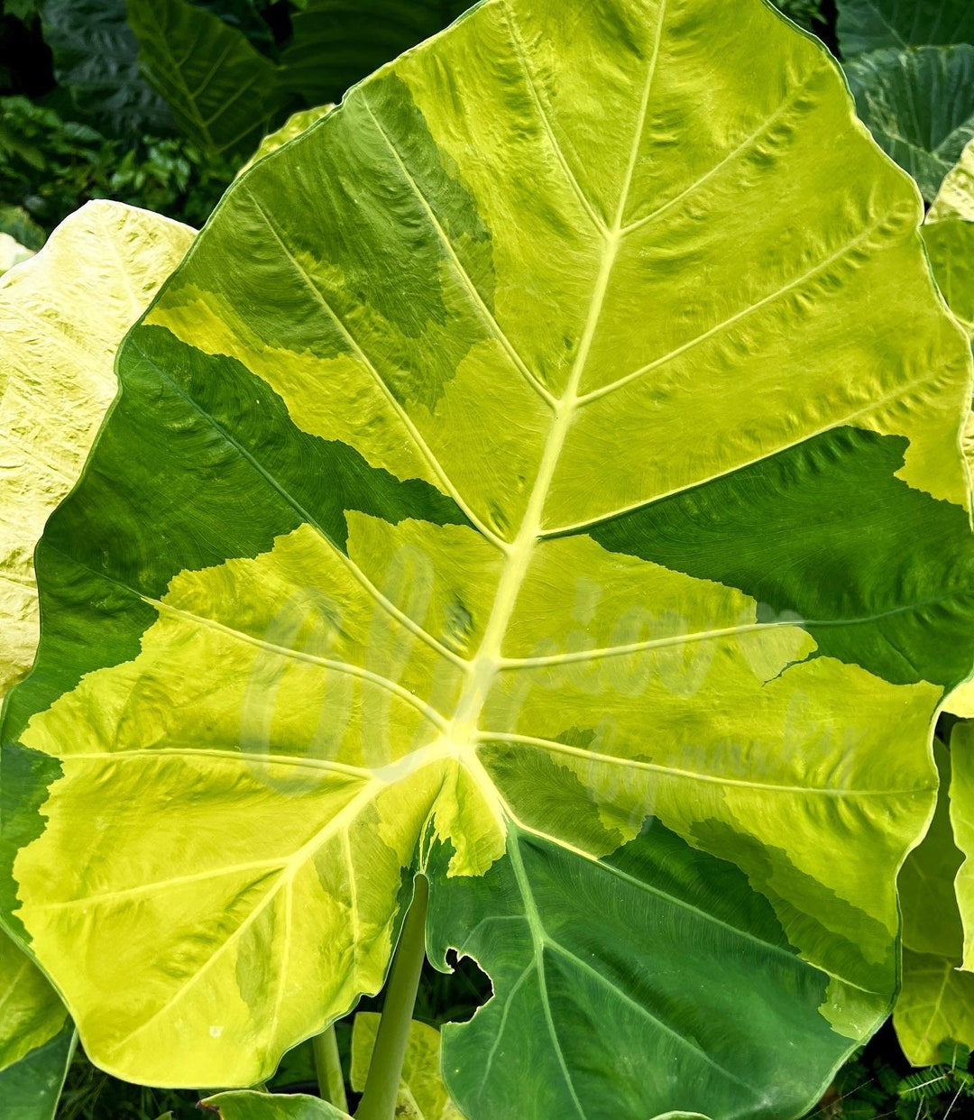 Variegated Leucocasia Gigantea Aurea Giant Elephant Ear RARE New HB ...