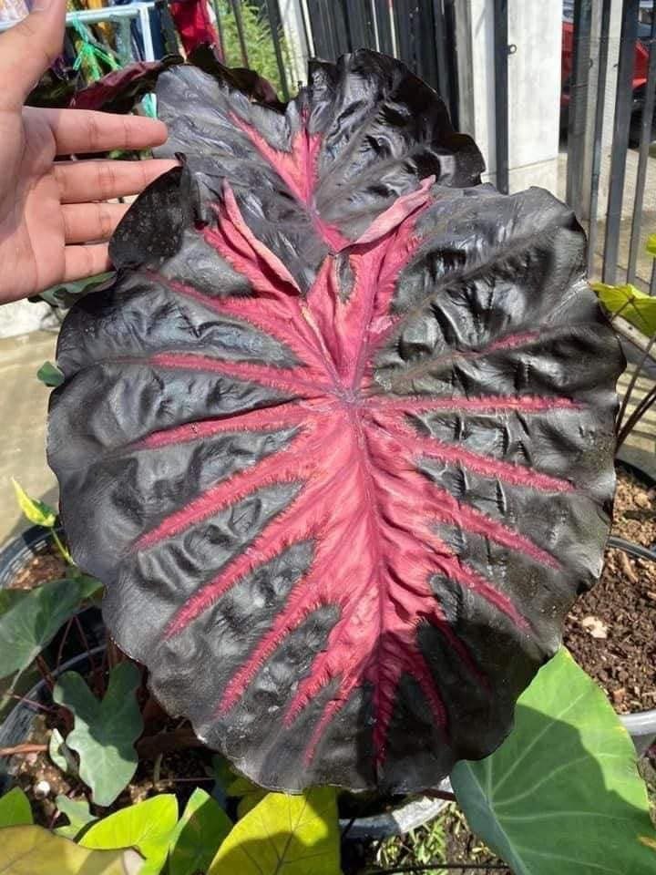 Rare REDEMPTION Elephant Ear Colocasia Esculenta Live Bulb!!! Price ...