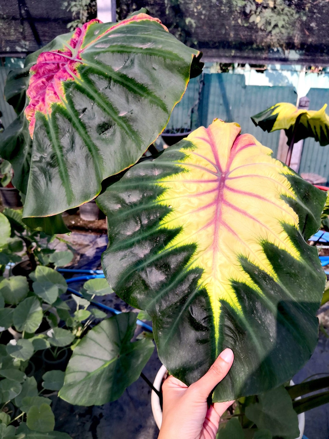 Colocasia Light Pillar Species RARE New HB Elephant Ear Free ...