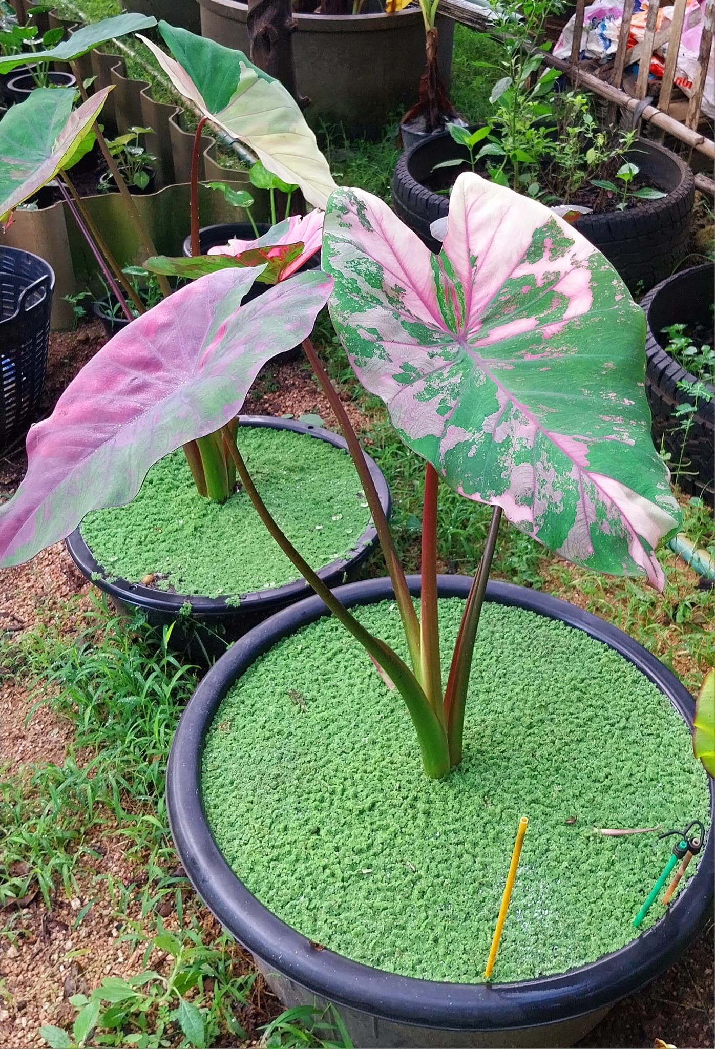 Rare PHET PHUSA Elephant Ear Colocasia Esculenta Live Bulb!!! Price ...