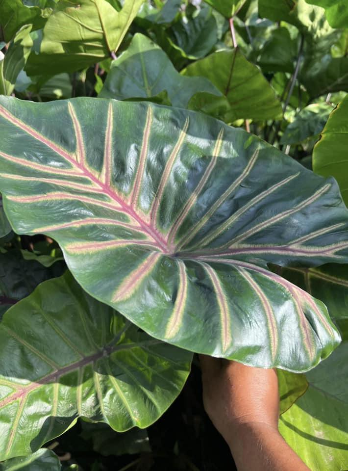 Rare LAVA LIZA Elephant Ear Colocasia Esculenta Live Bulb!!! Price With All Duties and Taxes for ...