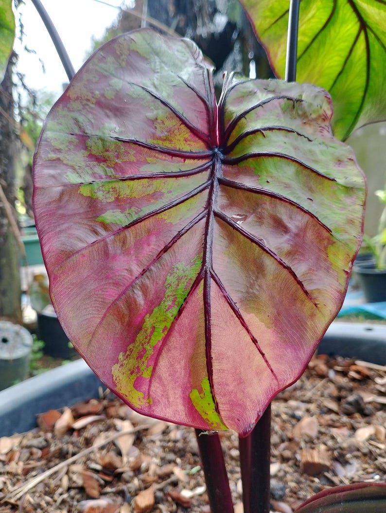 Rare Pink Variegated Pharaoh's Mask Elephant Ear Colocasia Esculenta ...