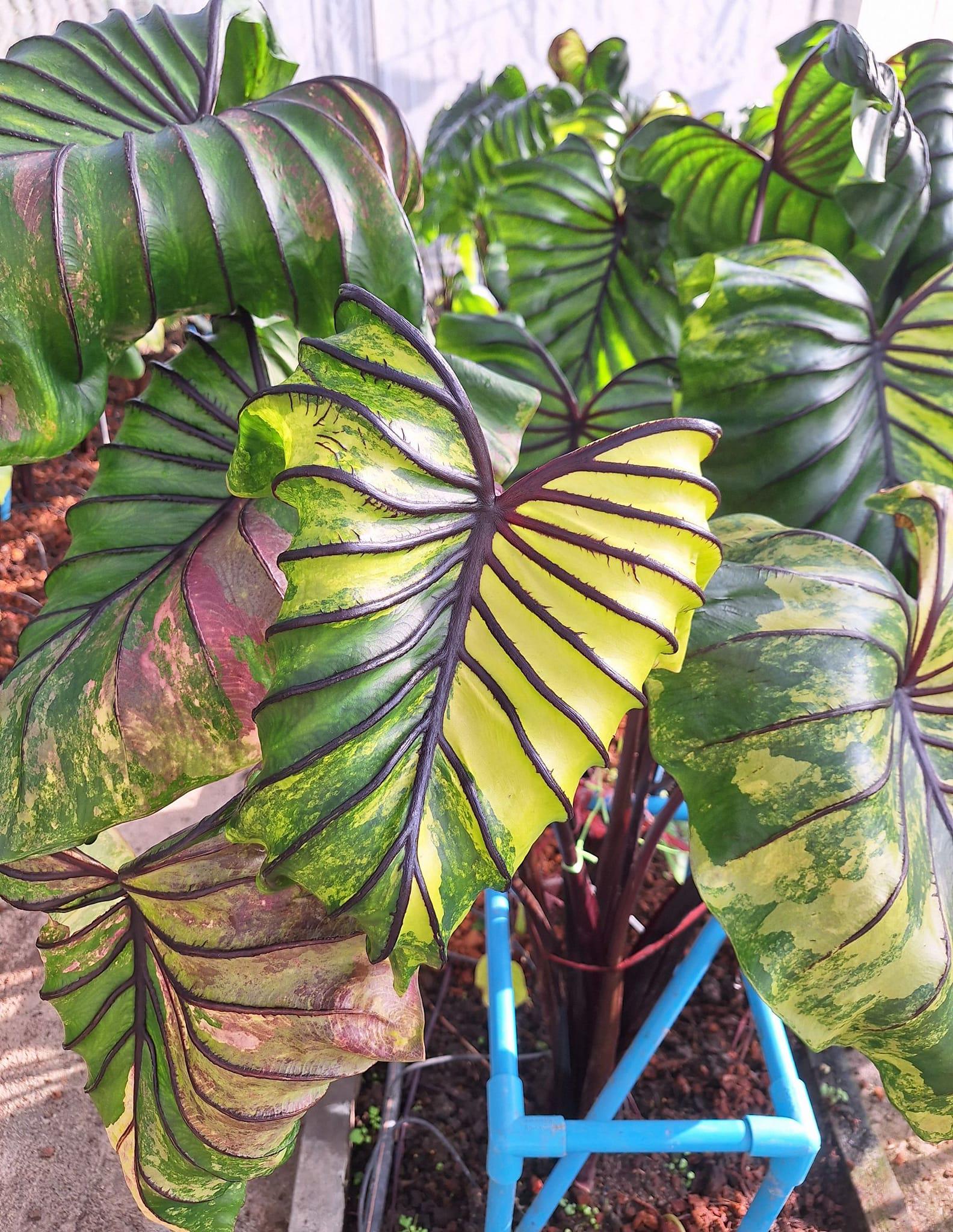 RARE Variegated Pharaoh's Mask Elephant Ear Bulb - Etsy