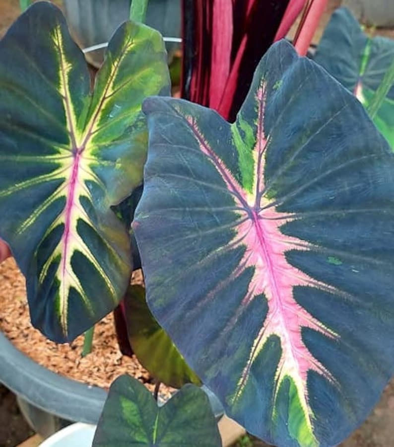 Colocasia Starlight Esculenta Species RARE New HB Elephant Ear Free ...