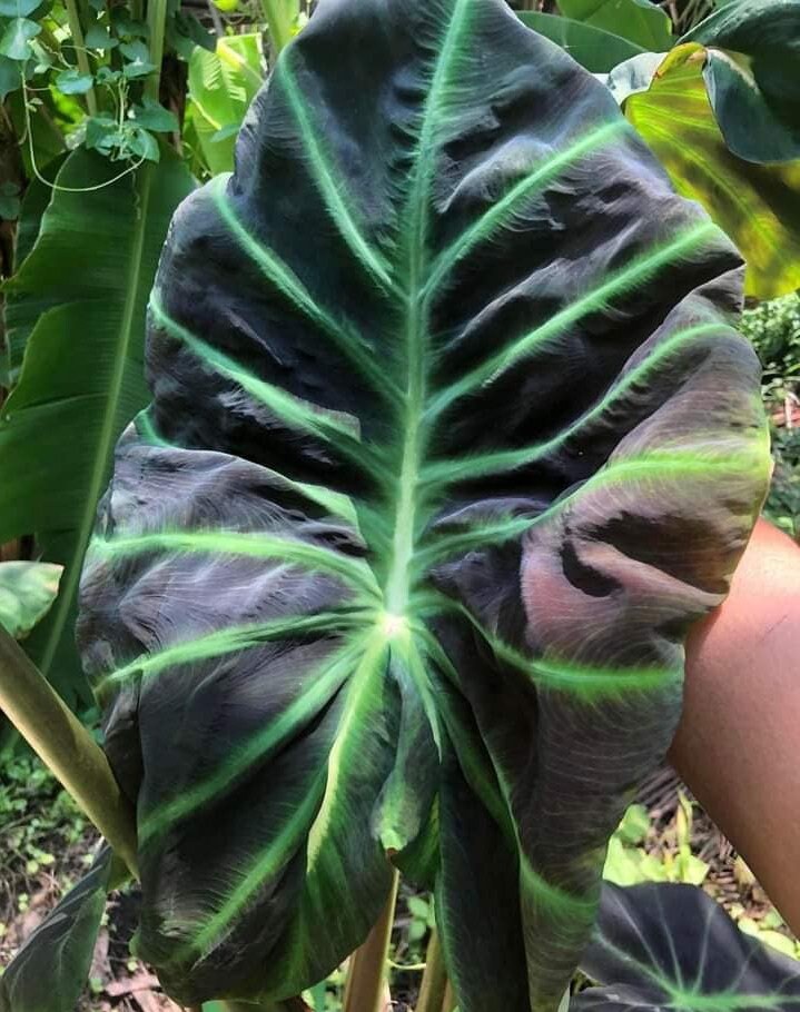 Colocasia Glowing Bones Esculenta Species RARE New HB Elephant Ear Free ...