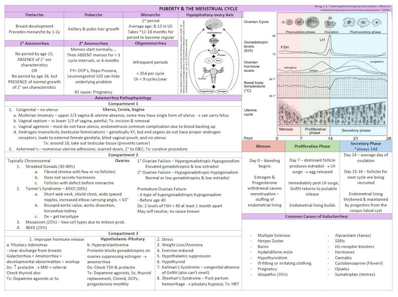 PA Women's Health Handbook + FREE Cheat Sheet - Etsy