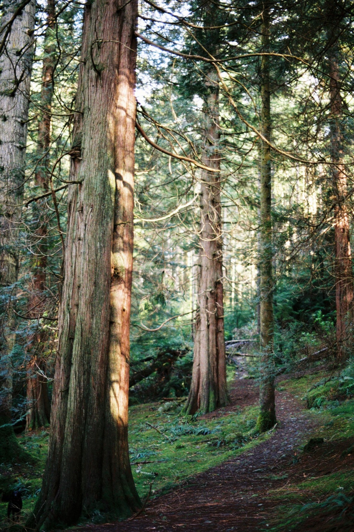 Tall Trees | Photography Print | Nature | Forest | Glasgow UK Wall ...