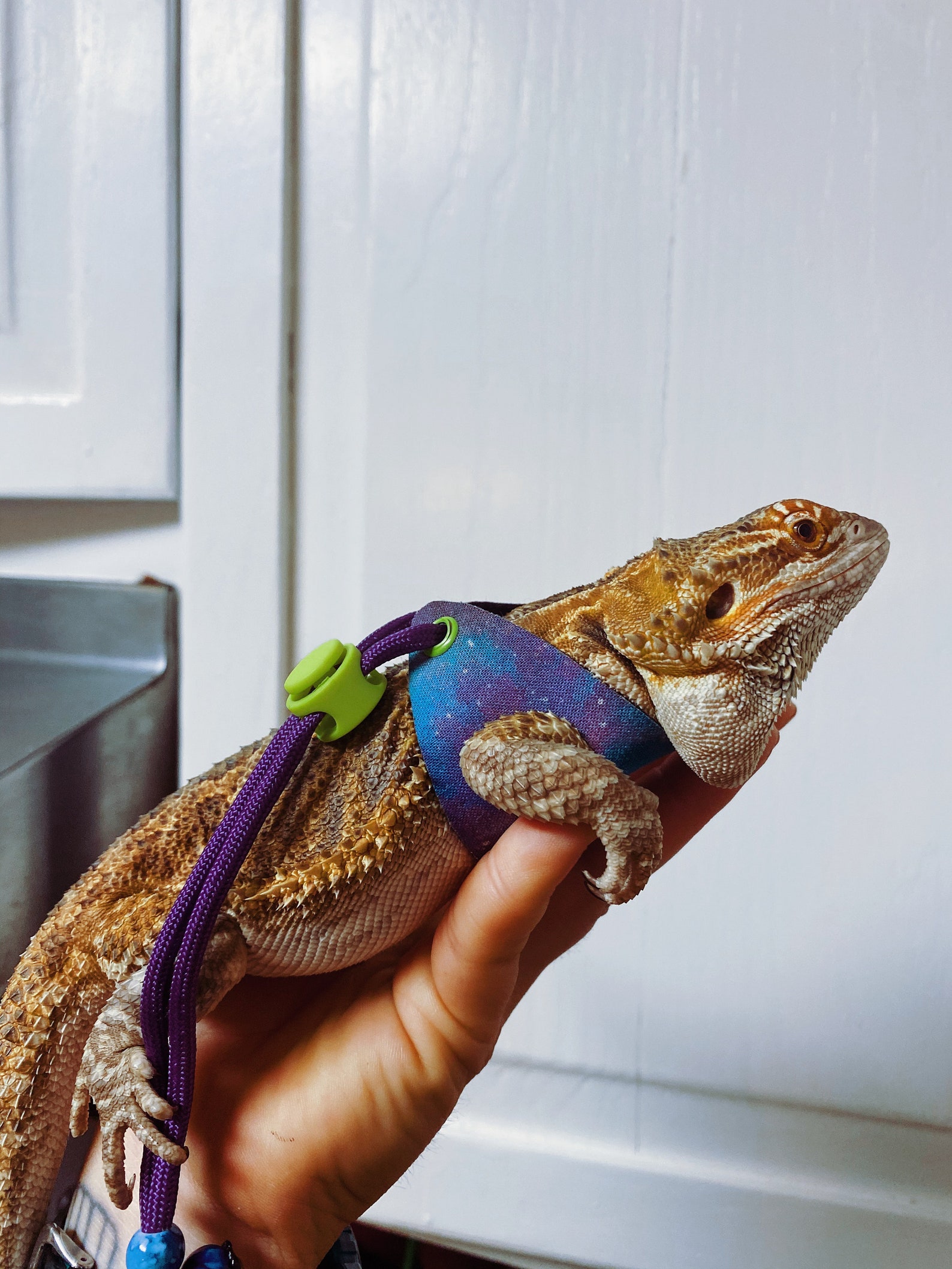 Reptile Harness | Etsy