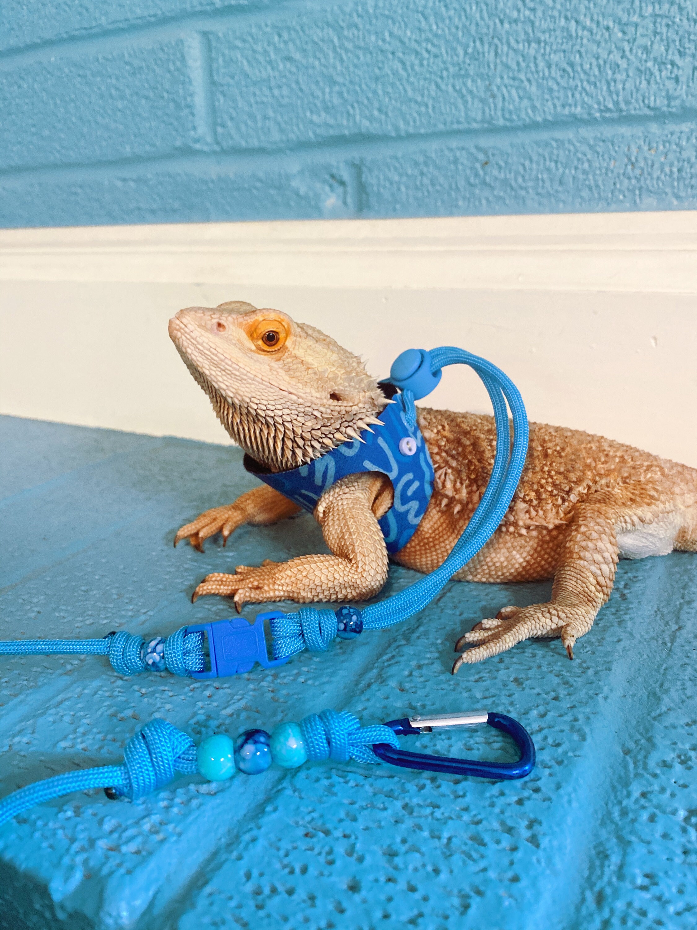 Reptile Harness | Etsy